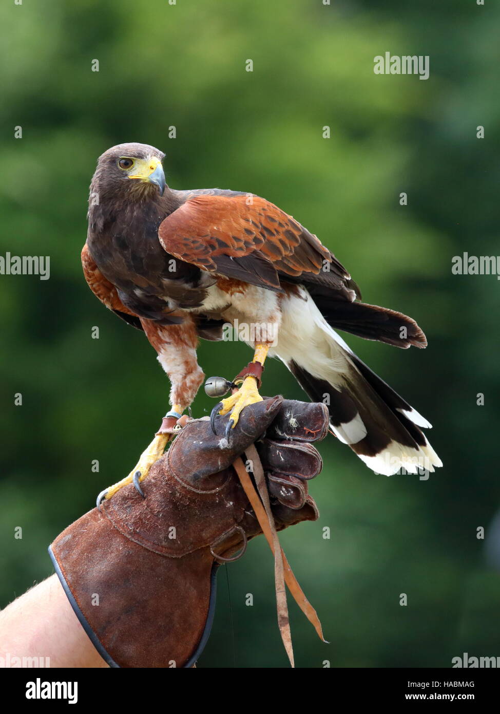 Head on portrait of harris hawk hi-res stock photography and images - Alamy