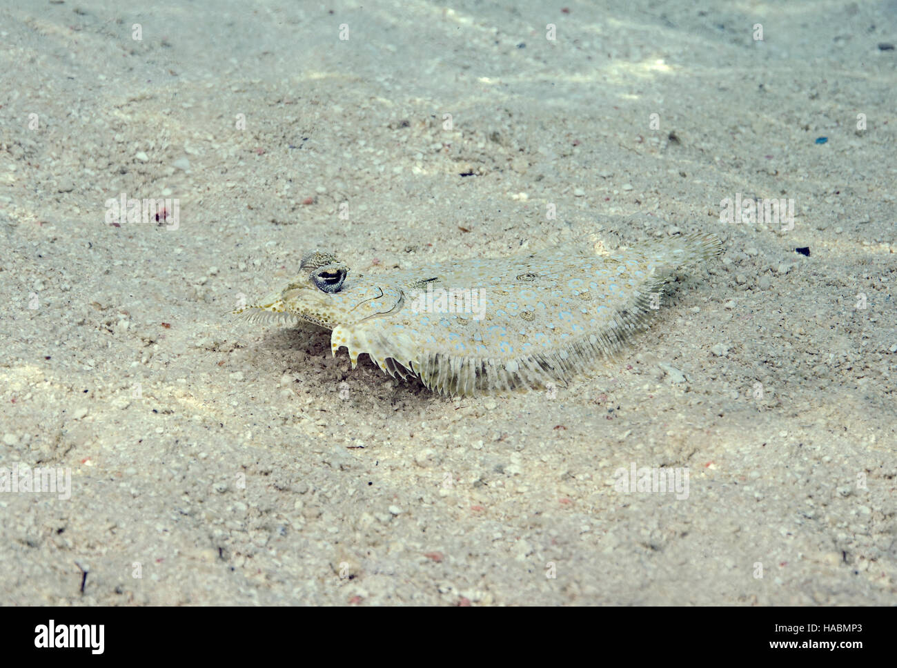Leopard Flounder, Bothus pantherinus, perfectly disguised on sandy ...