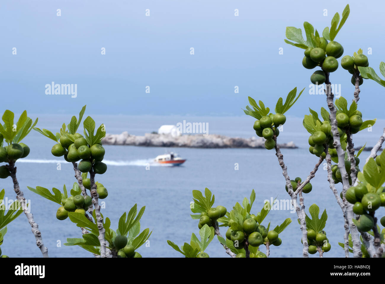Fig tree by the seaside in Hydra island, Greece Stock Photo - Alamy