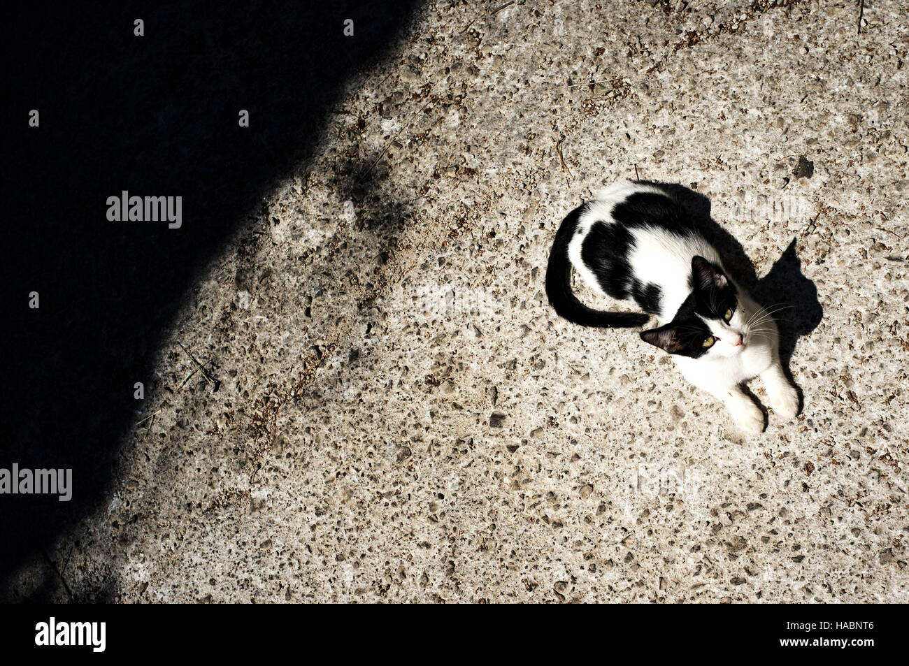 Cat in Corfu Stock Photo - Alamy