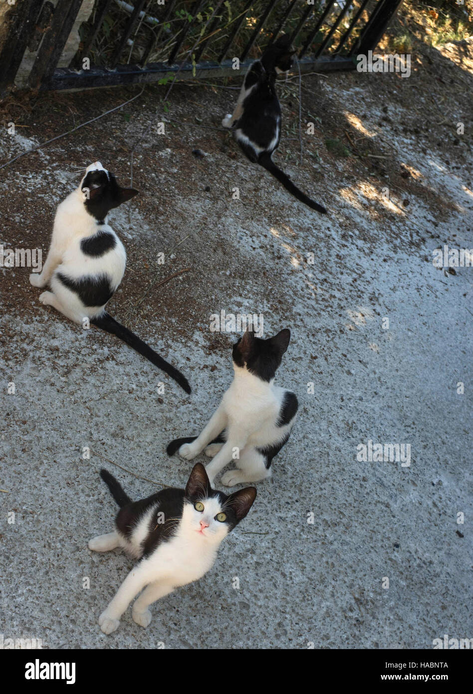 Cats in Corfu Stock Photo - Alamy