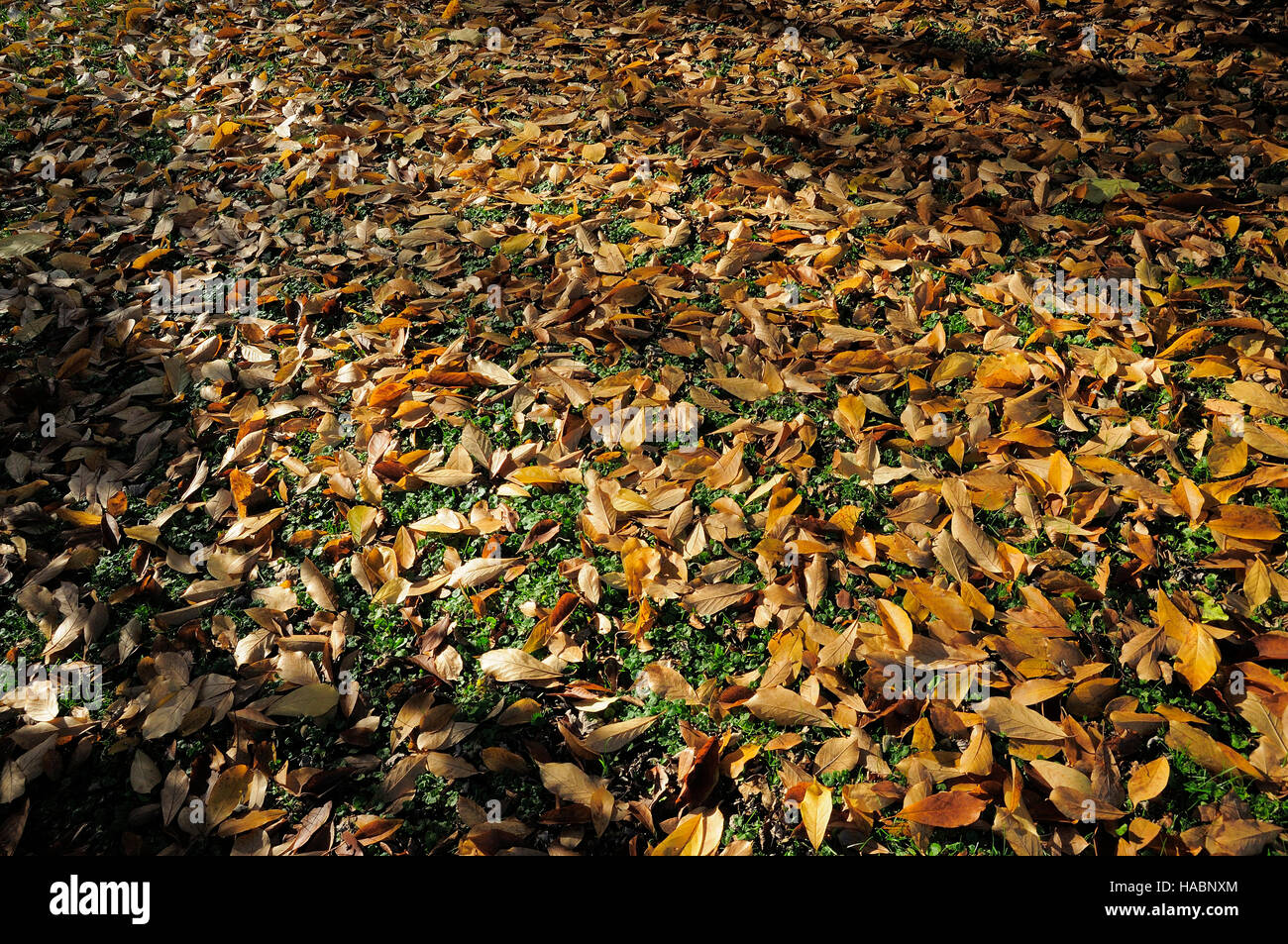 Autumn Magnolia leaves fallen on lawn Stock Photo - Alamy