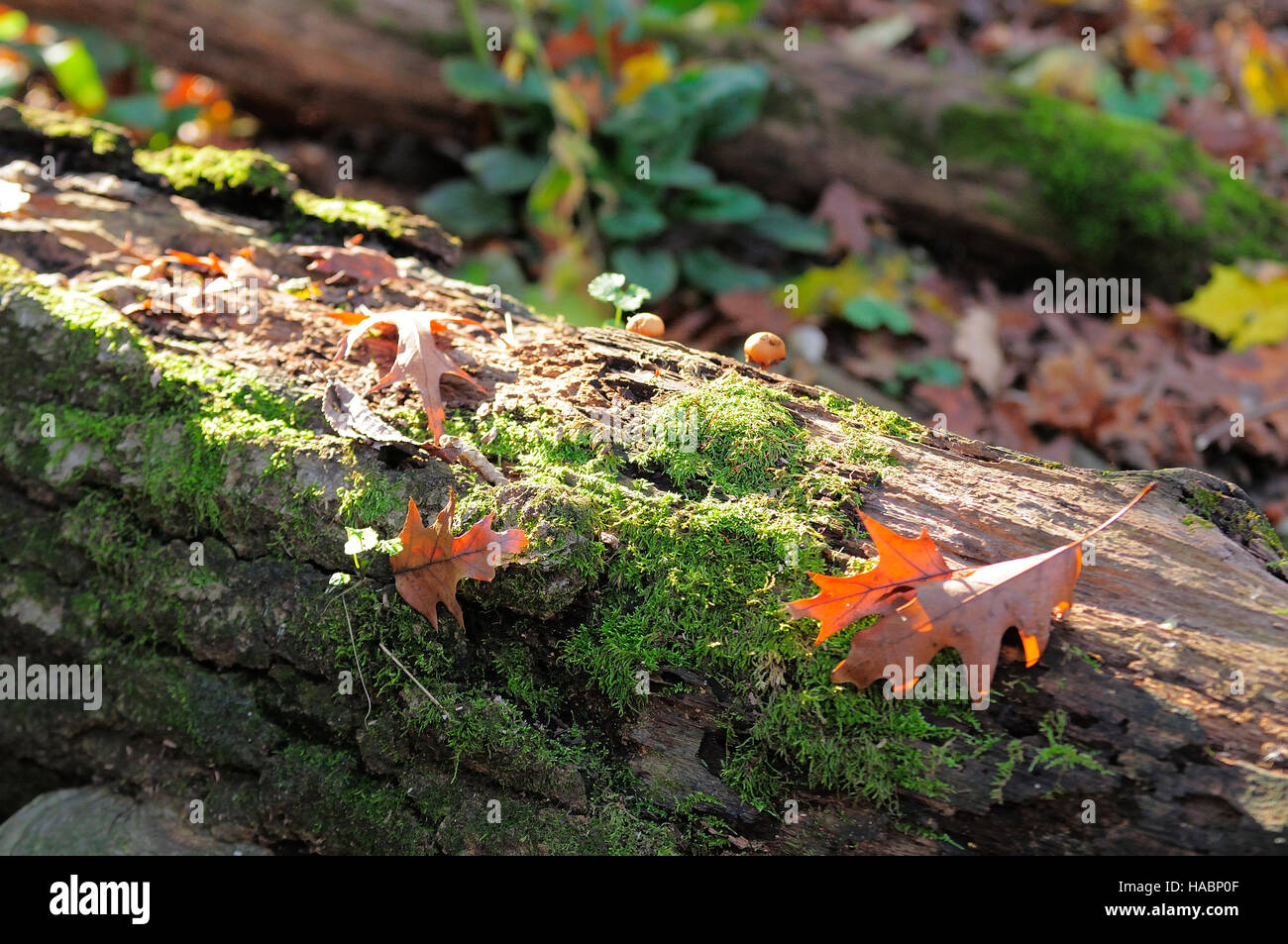 Forest still life hi-res stock photography and images - Alamy