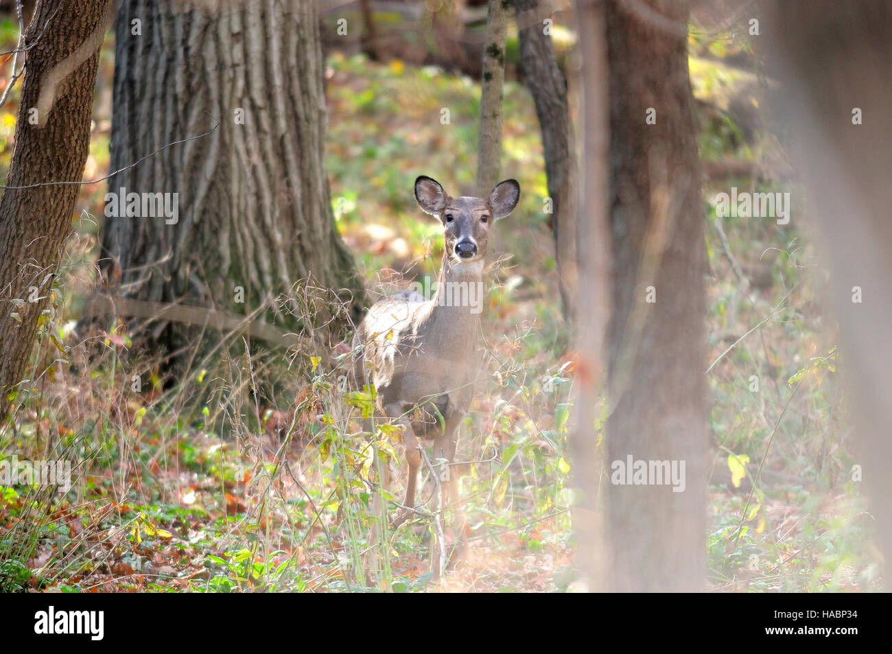 Doe in forest hi-res stock photography and images - Alamy