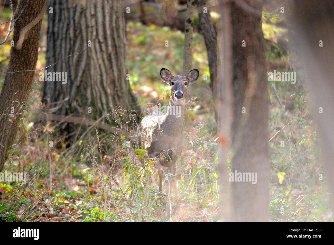Female White-tailed doe in forest Stock Photo - Alamy