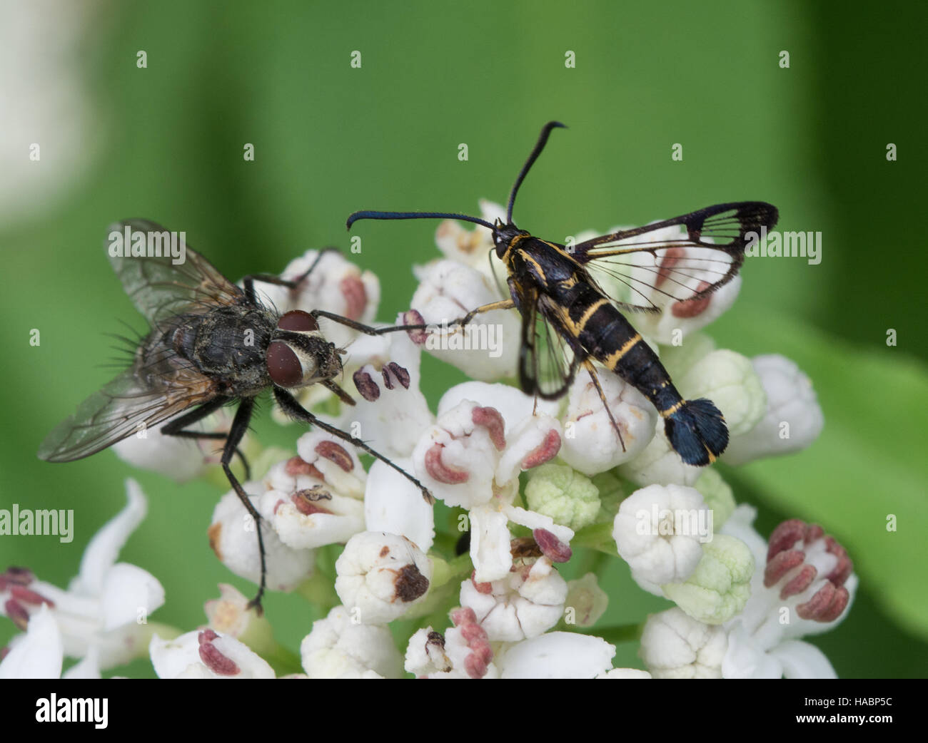 Clearwing moth species and fly on white flowers in Mount Parnassus ...