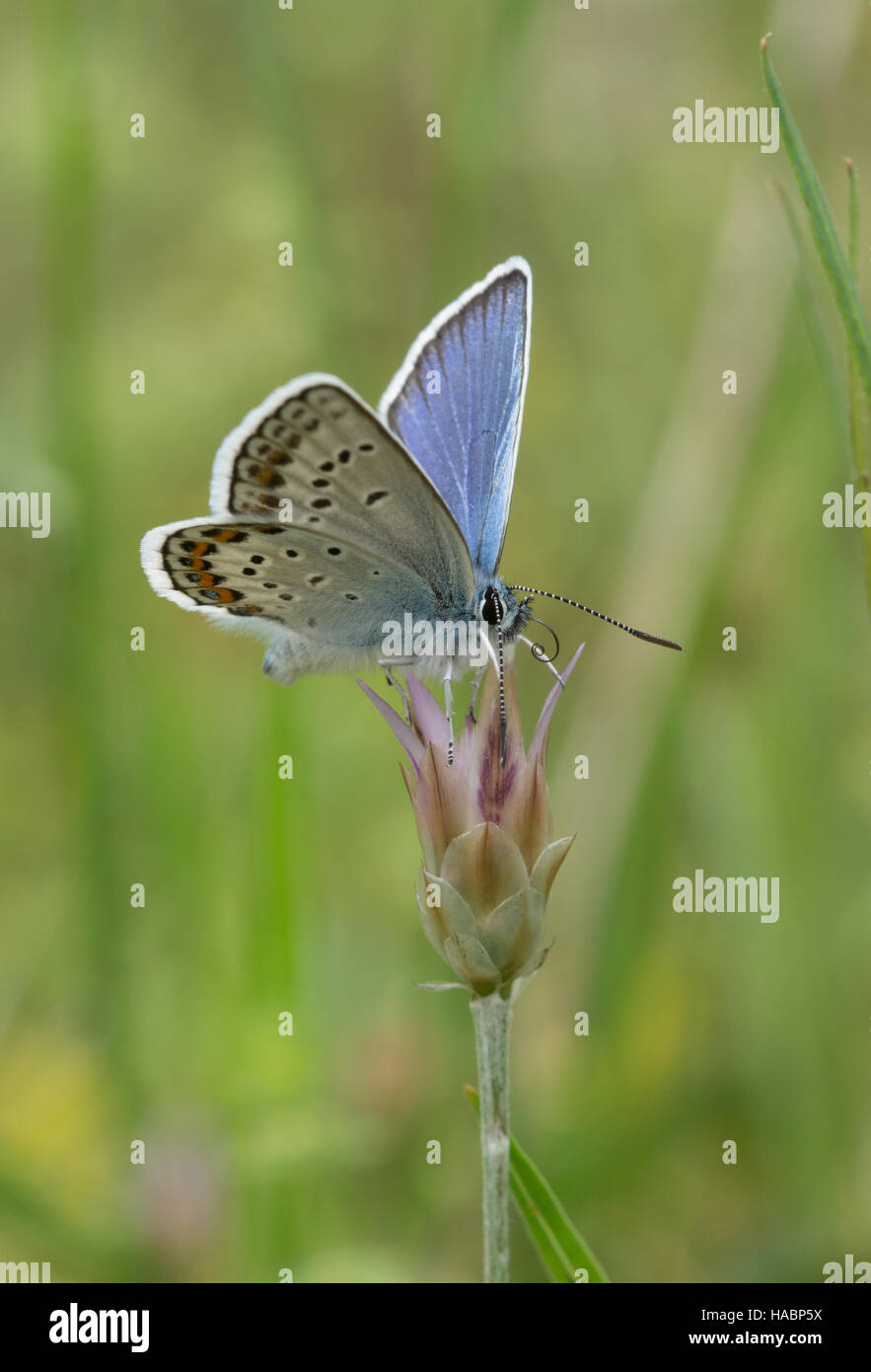 Idas blue butterfly (Plebejus idas) nectaring on wildflower in southern ...