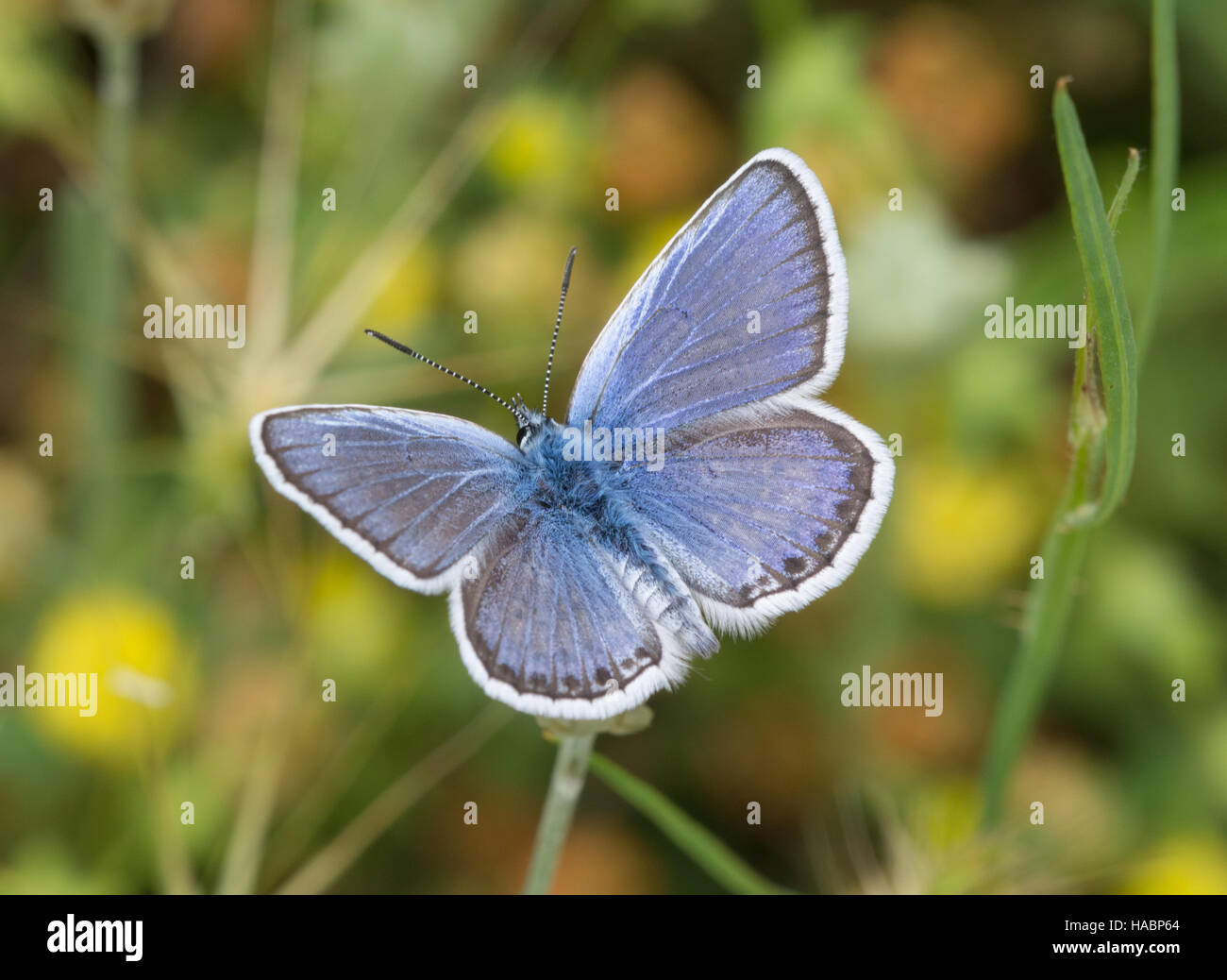 Idas blue butterfly (Plebejus idas) on wildflowers in southern Greece ...
