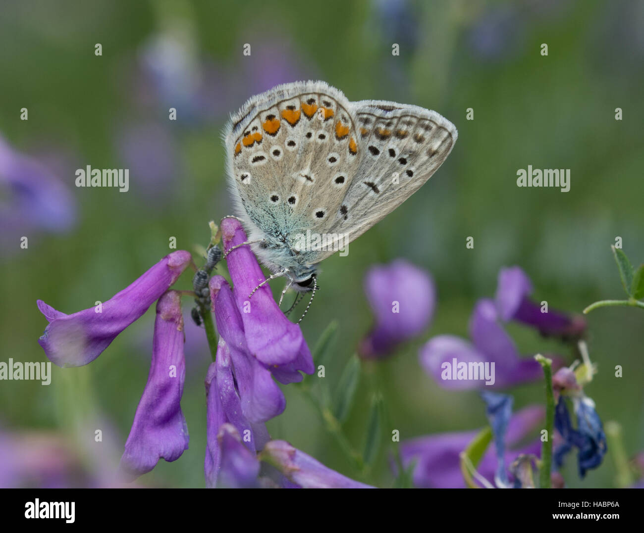 Amanda's blue butterfly (Polyommatus amandus) on purple vetch flowers ...
