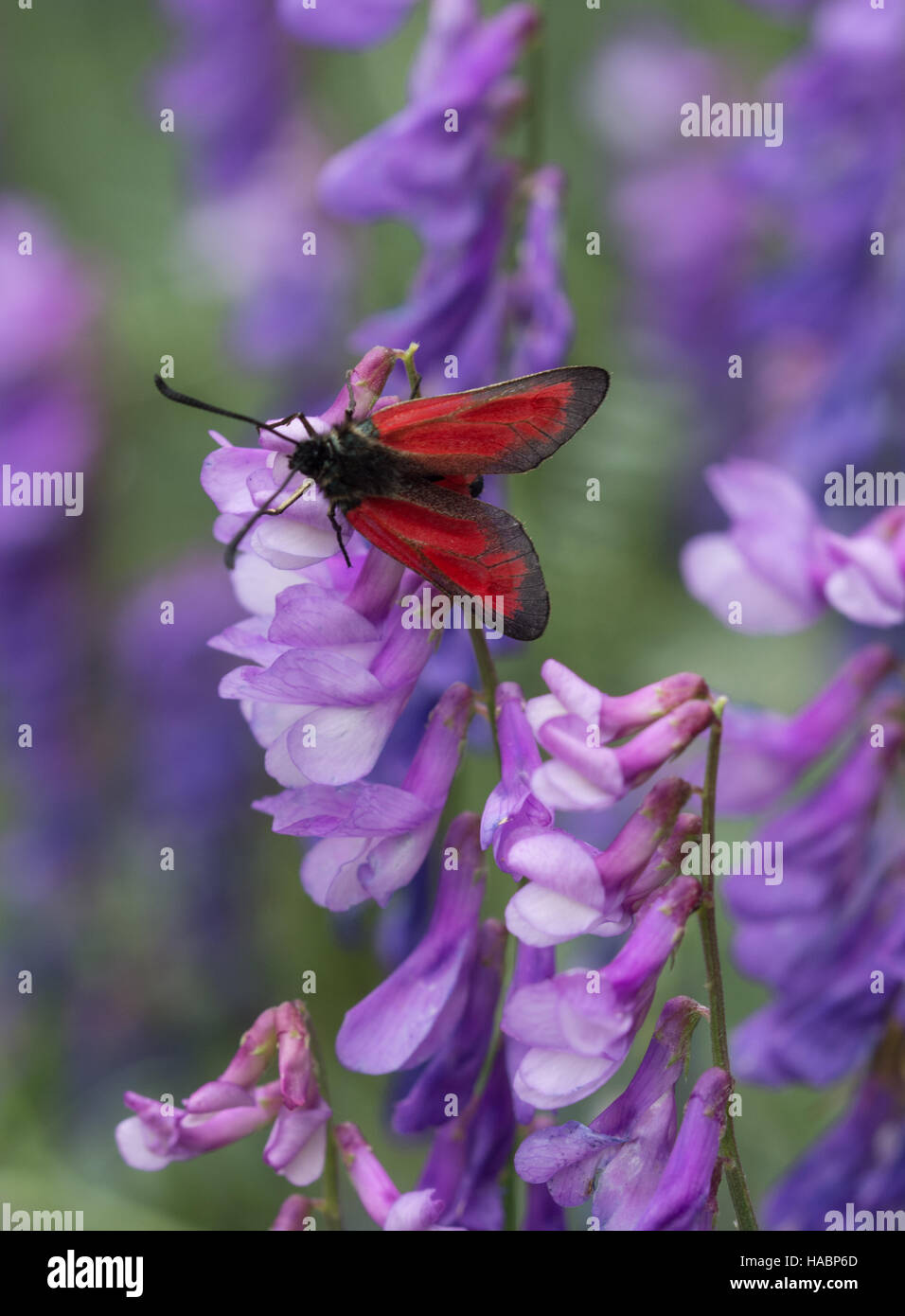 Purple moth hi-res stock photography and images - Alamy