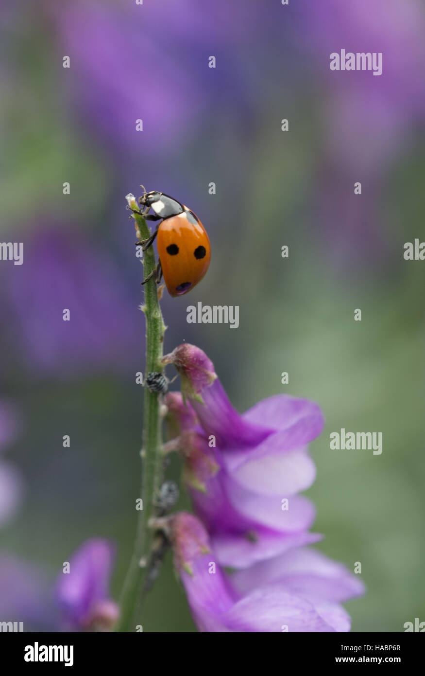 Greek beetles hi-res stock photography and images - Alamy