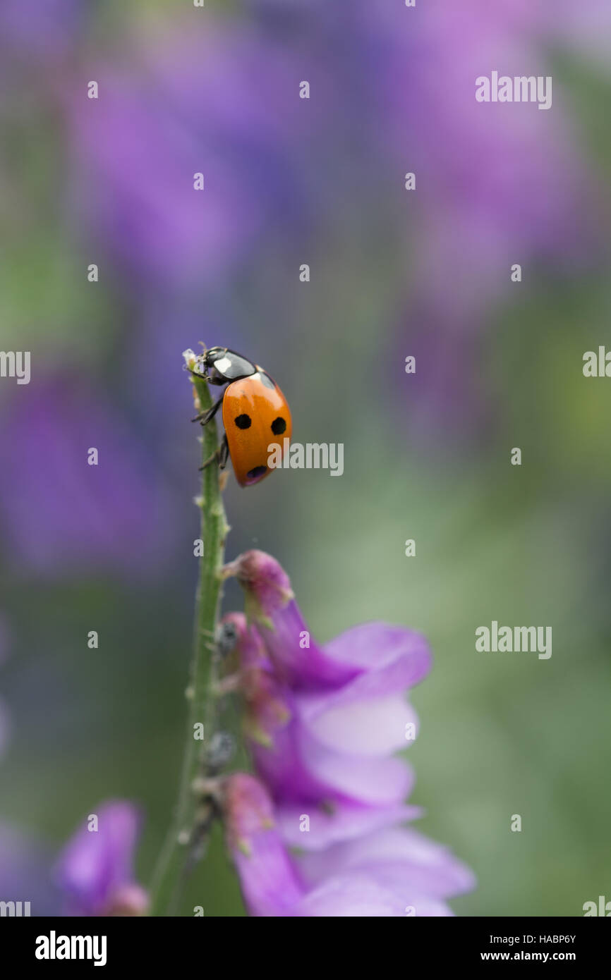 Ladybug beetles hi-res stock photography and images - Alamy