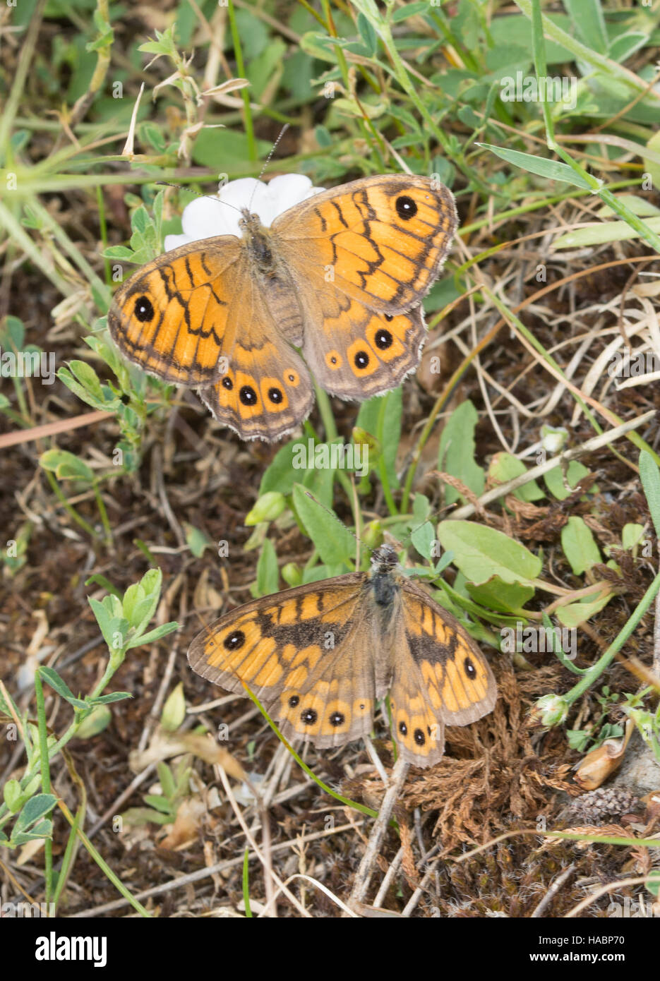 Butterflies of greece hi-res stock photography and images - Alamy