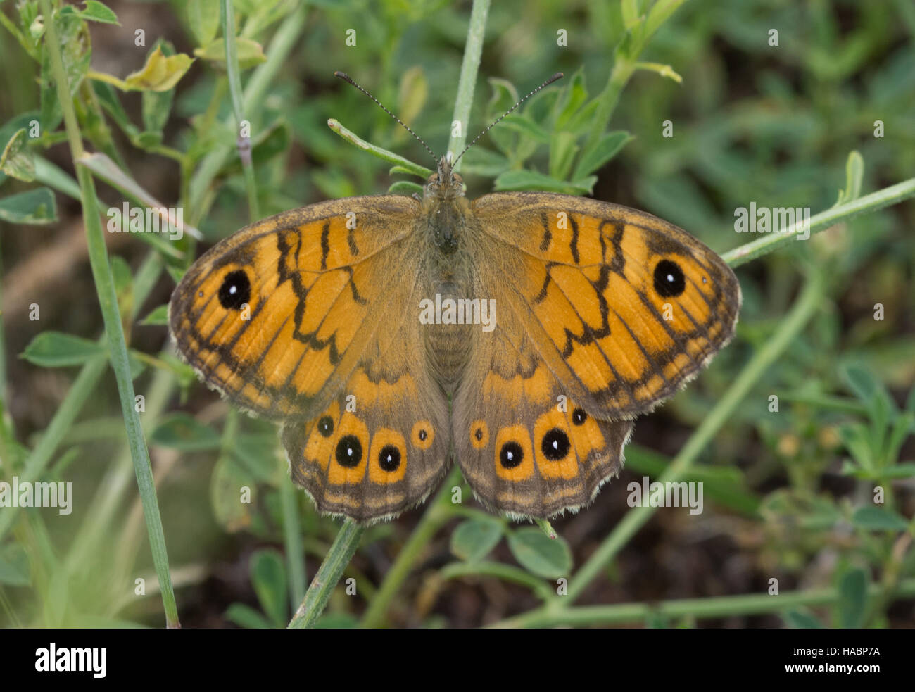 Wall brown butterfly (Lasiommata megera) in meadow in Southern Greece ...