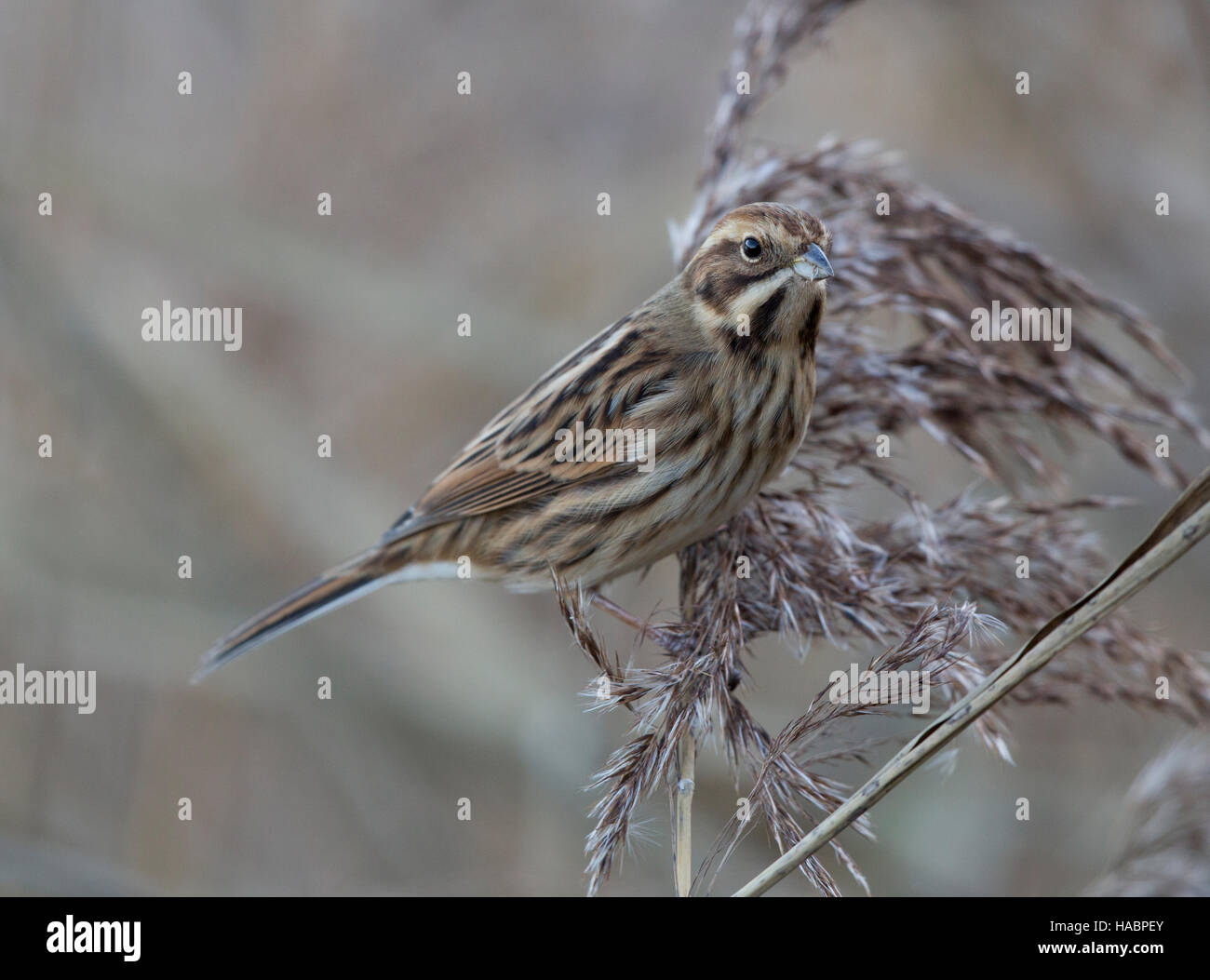 Female Reed Bunting, Emberiza schoeniclus, feeding in reed bed in ...