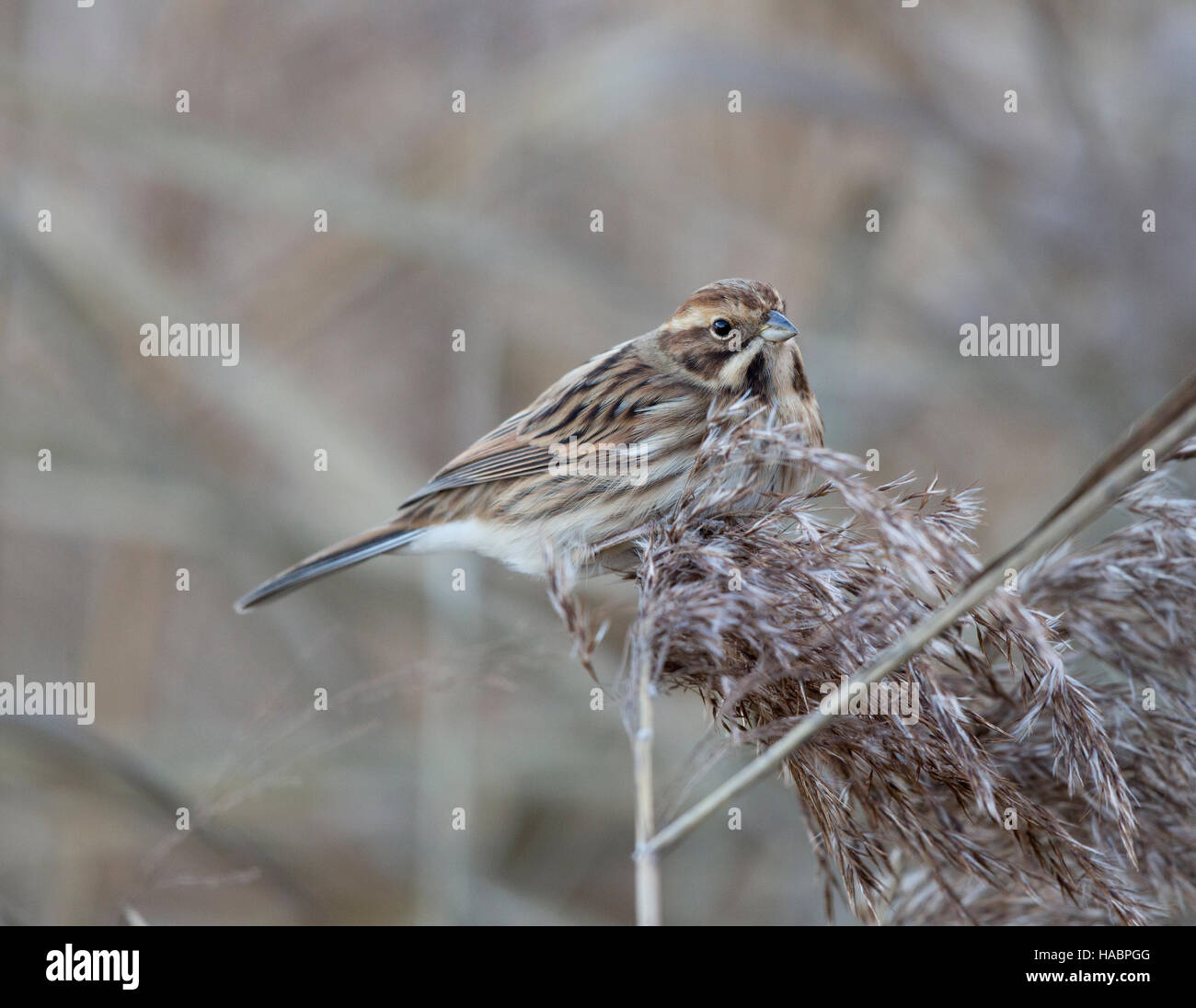 Female Reed Bunting, Emberiza schoeniclus, feeding in reed bed in ...