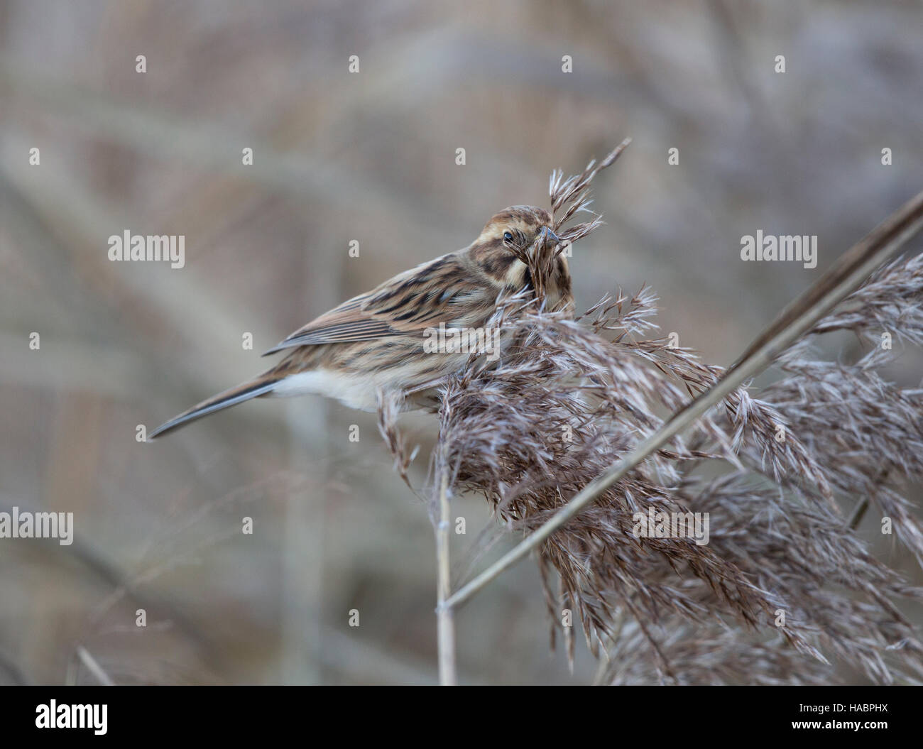 Female Reed Bunting, Emberiza schoeniclus, feeding in reed bed in ...