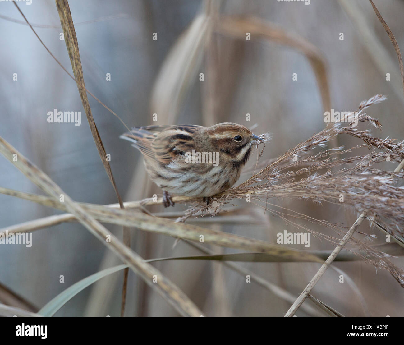 Female reed bunting hi-res stock photography and images - Alamy