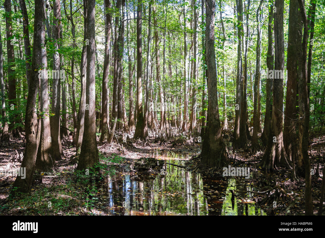 Congaree National Park Stock Photo - Alamy