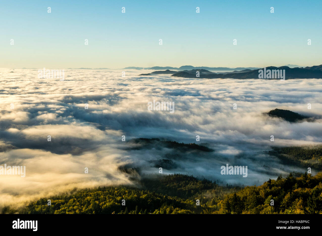 Wavy treetops hi-res stock photography and images - Alamy