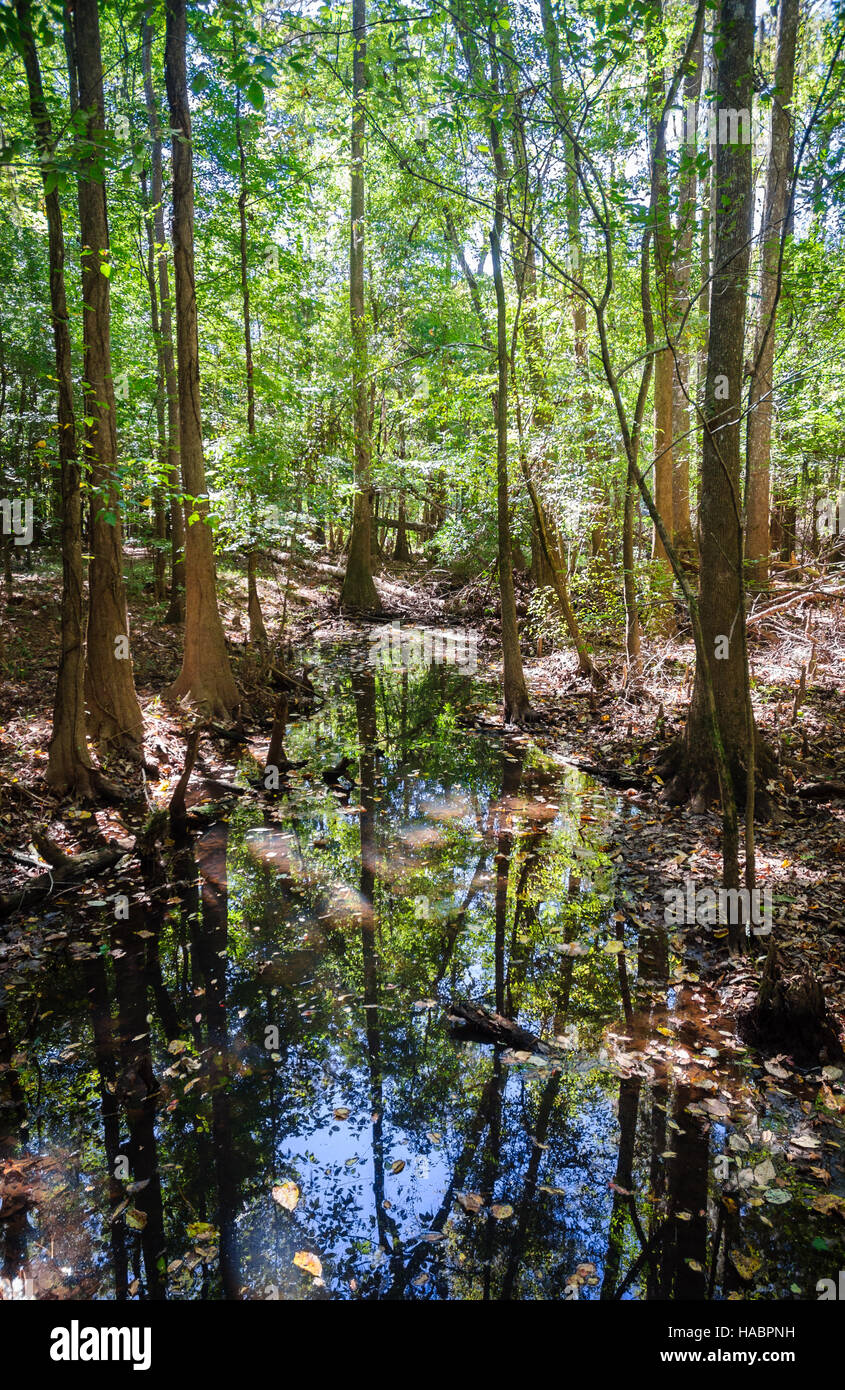 Congaree National Park Stock Photo - Alamy