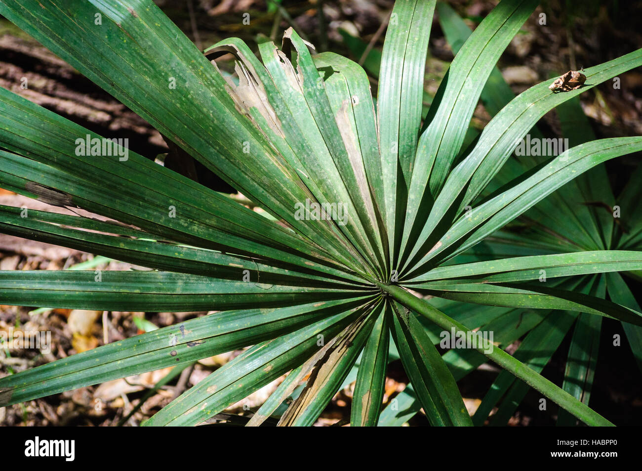 Congaree National Park Stock Photo - Alamy