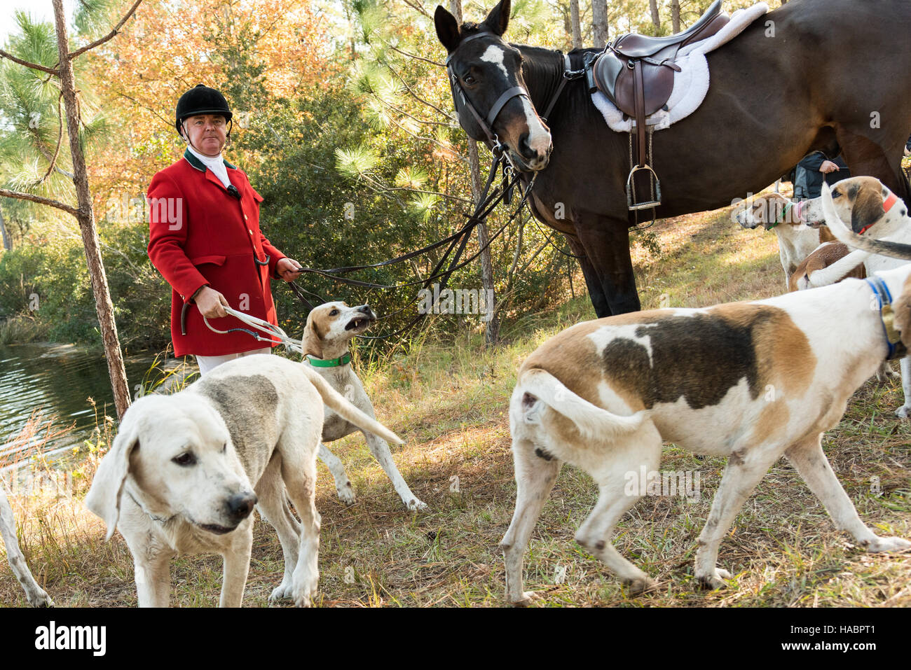 Huntsman Willie Dunn gathers the hounds during the first hunt of the ...
