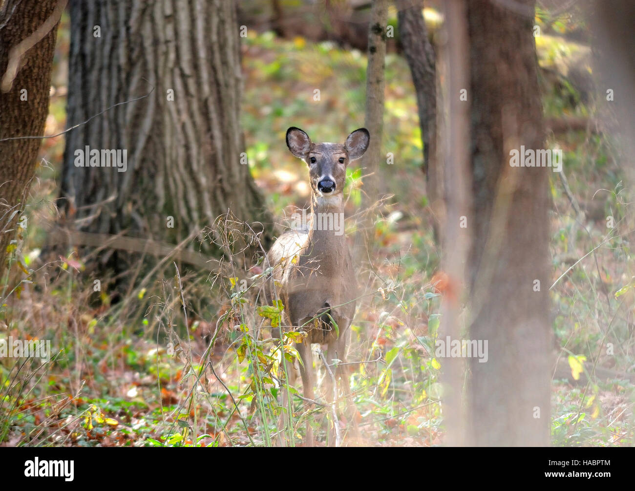 Female White-tailed doe in forest Stock Photo - Alamy