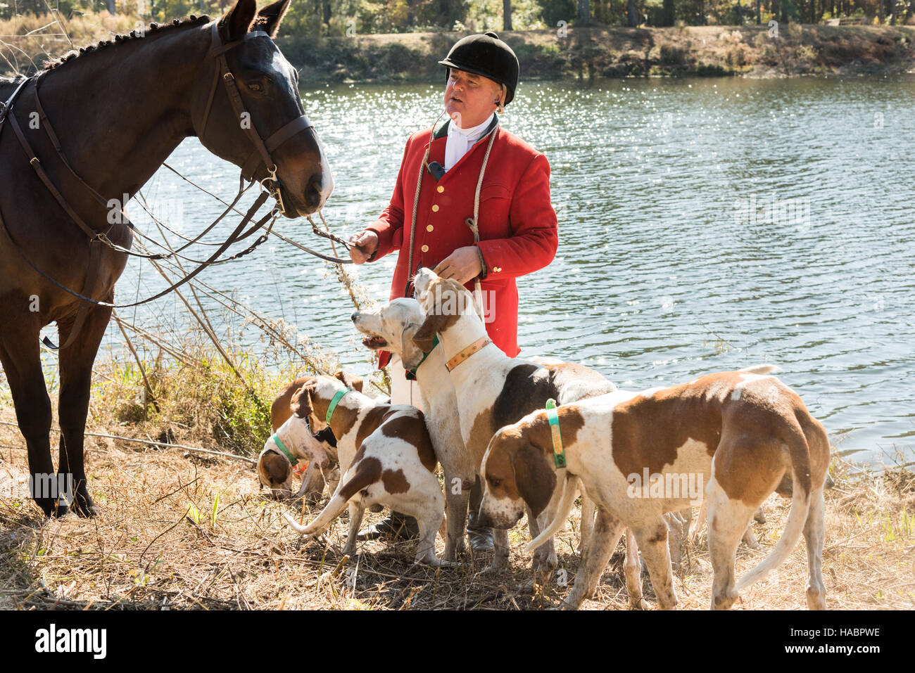 Huntsman Willie Dunn gathers the hounds during the first hunt of the ...