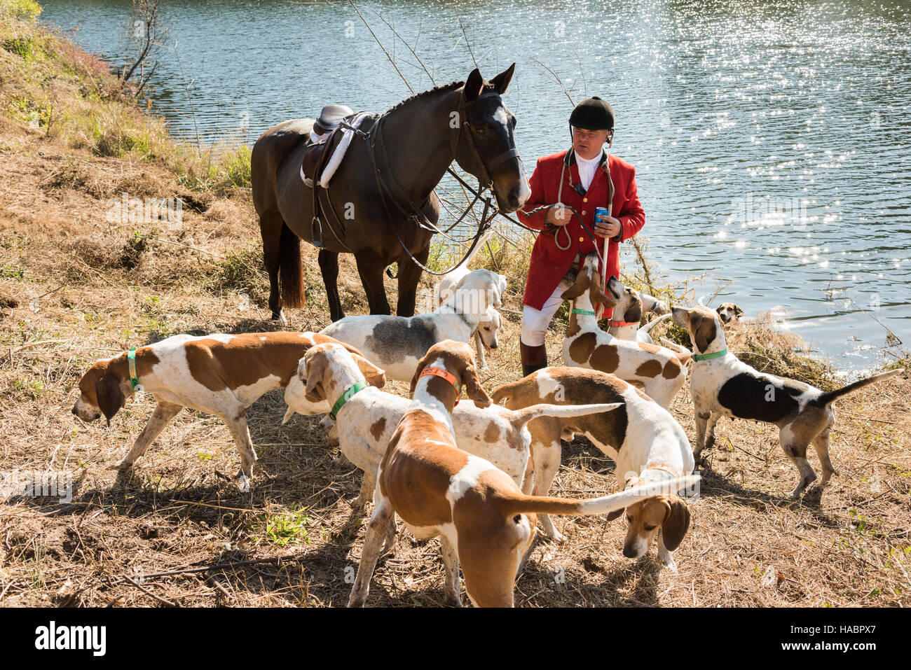 Huntsman Willie Dunn gathers the hounds during the first hunt of the ...
