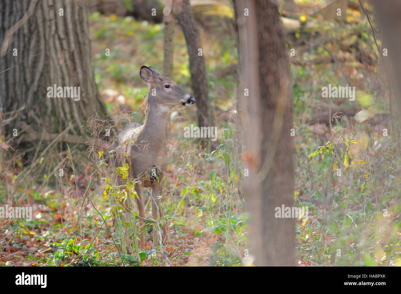 White tailed deer hidden in forest hi-res stock photography and images ...