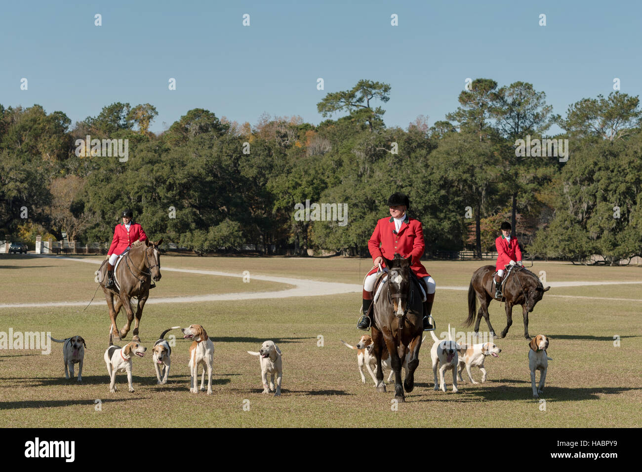 Huntsman Willie Dunn gathers the hounds during the first hunt of the ...