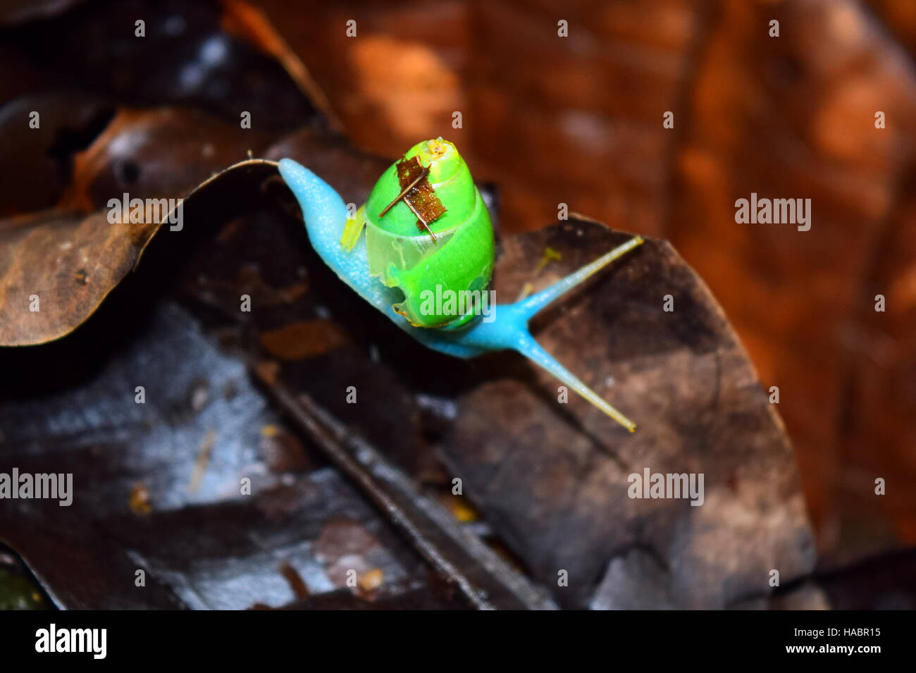 Colorful Snail Found on the Vermont Nature Trail Stock Photo - Alamy