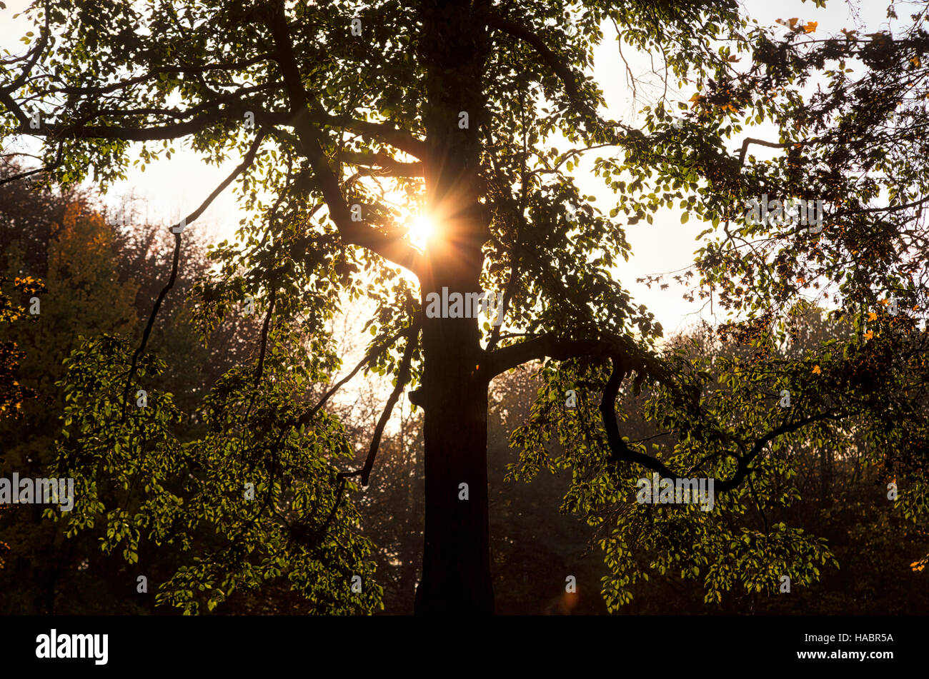 the sun behind a tree in autumn Stock Photo - Alamy