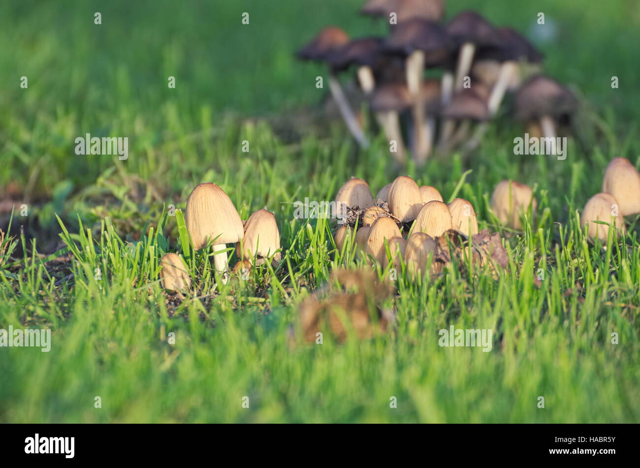 Bunch of Small Mushrooms in the Green Grass Stock Photo - Alamy