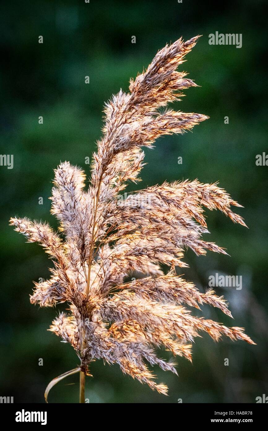 Beautiful reed grasses glazed in sunlight Stock Photo - Alamy
