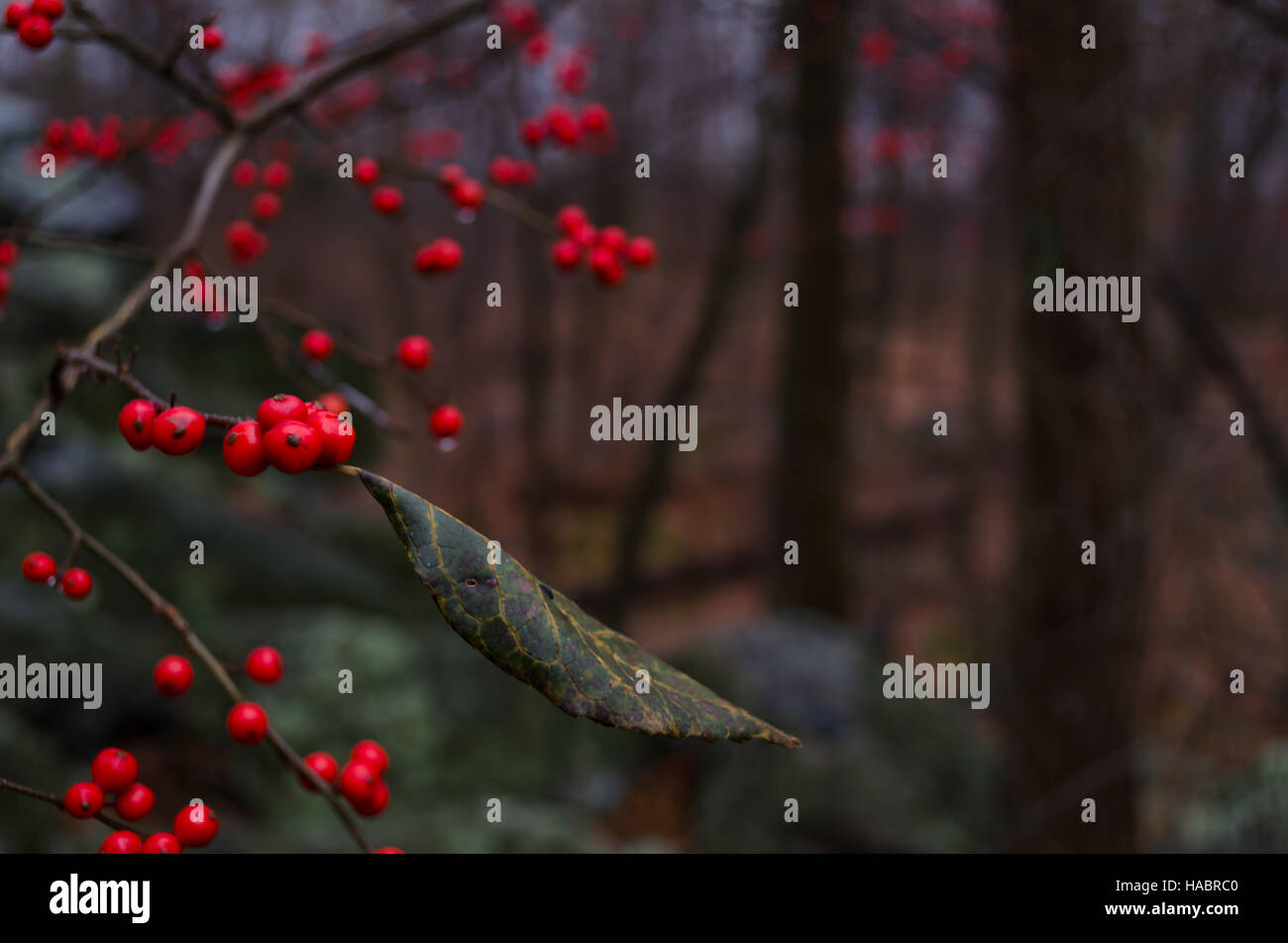 The only red in the forest Stock Photo - Alamy