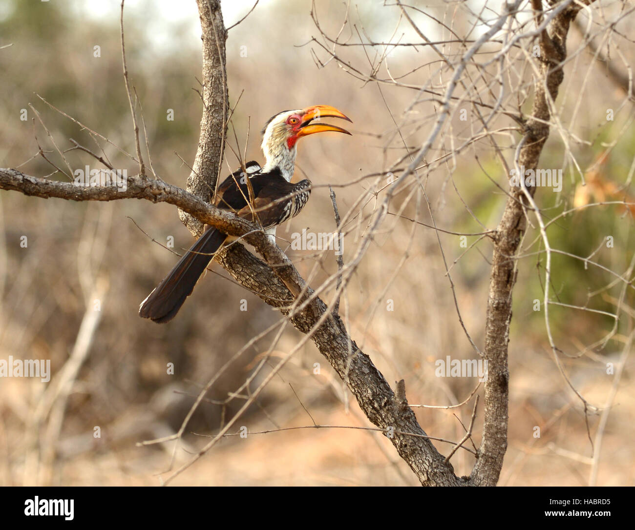 South africa yellow bird hi-res stock photography and images - Alamy