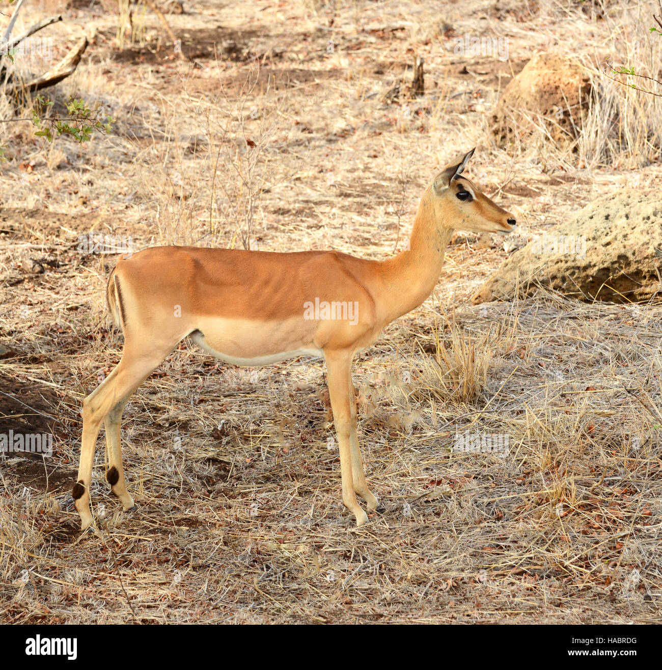 Female Impala grazing for food during a drought in Kruger National Park ...