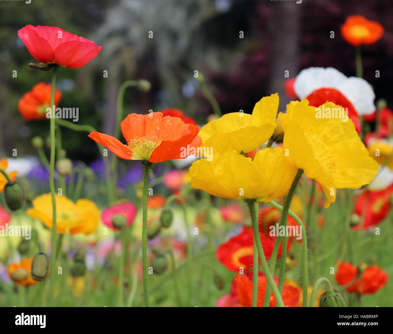 A carnival of poppies celebrating Spring Stock Photo - Alamy
