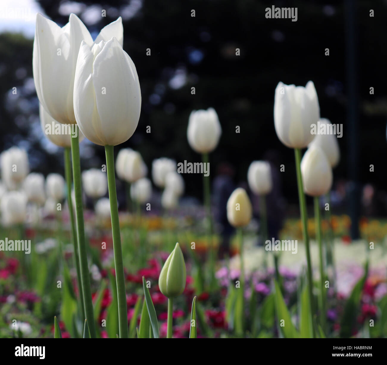 The smallest bloom amongst many Stock Photo - Alamy