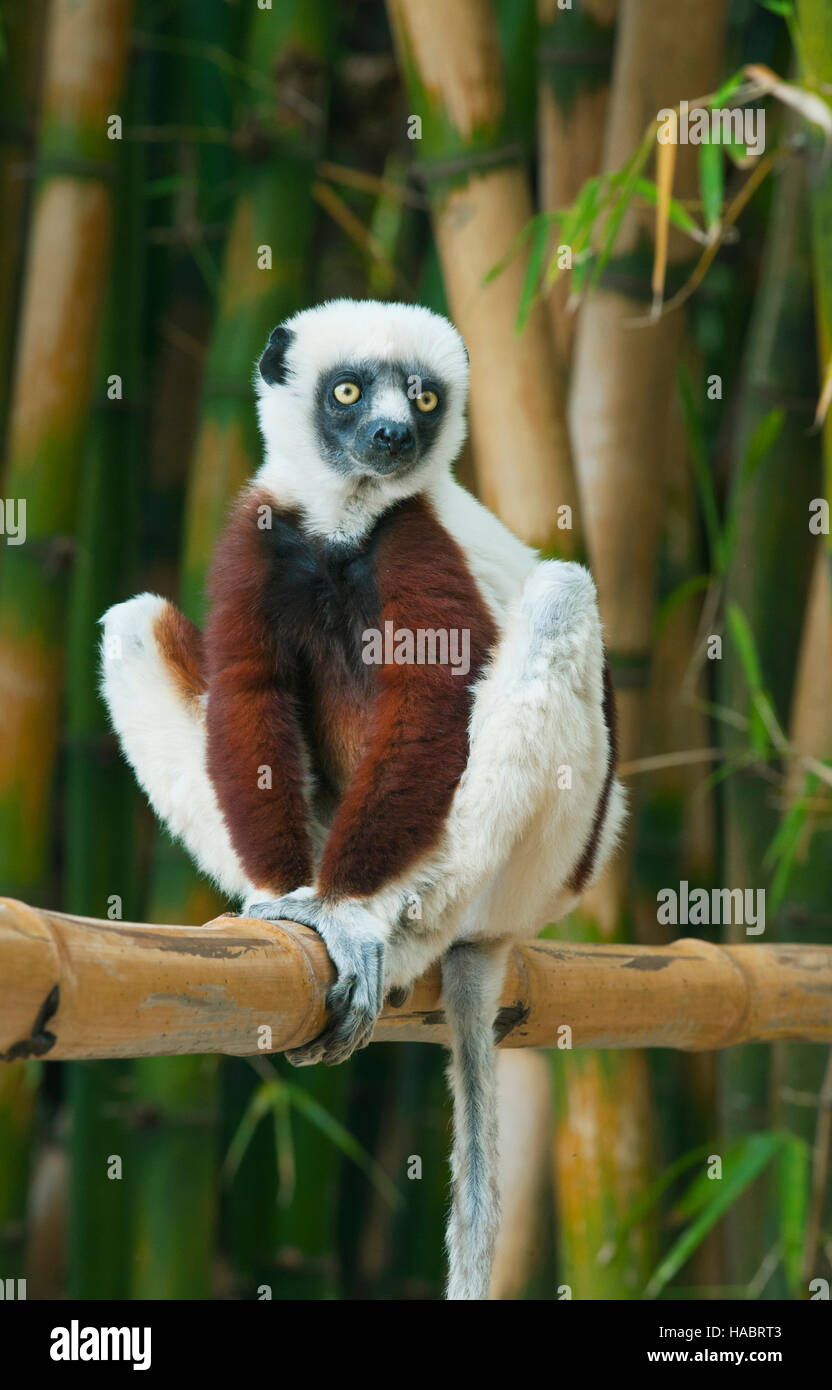 Coquerel's sifaka (Propithecus coquereli) Endangered, Madagascar Stock ...