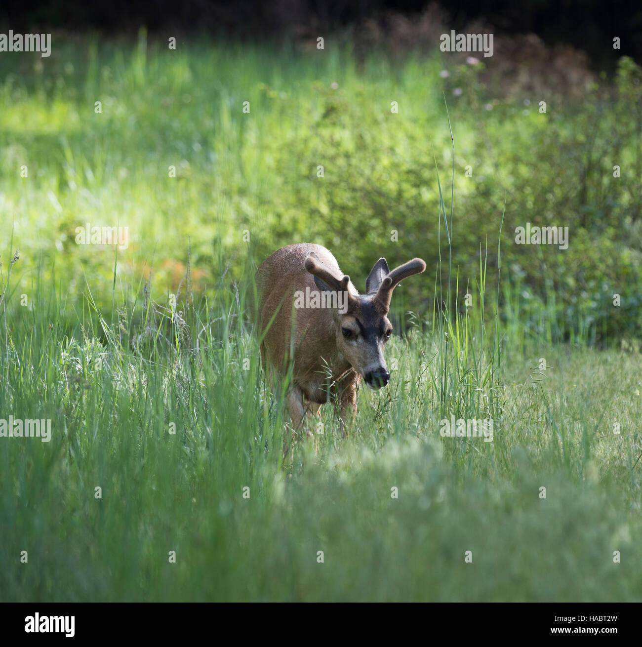 Mule deer buck grazes in Yosemite National Park Stock Photo - Alamy
