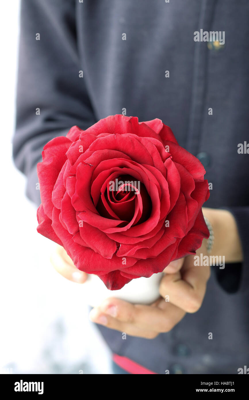 Hand and red rose hi-res stock photography and images - Alamy
