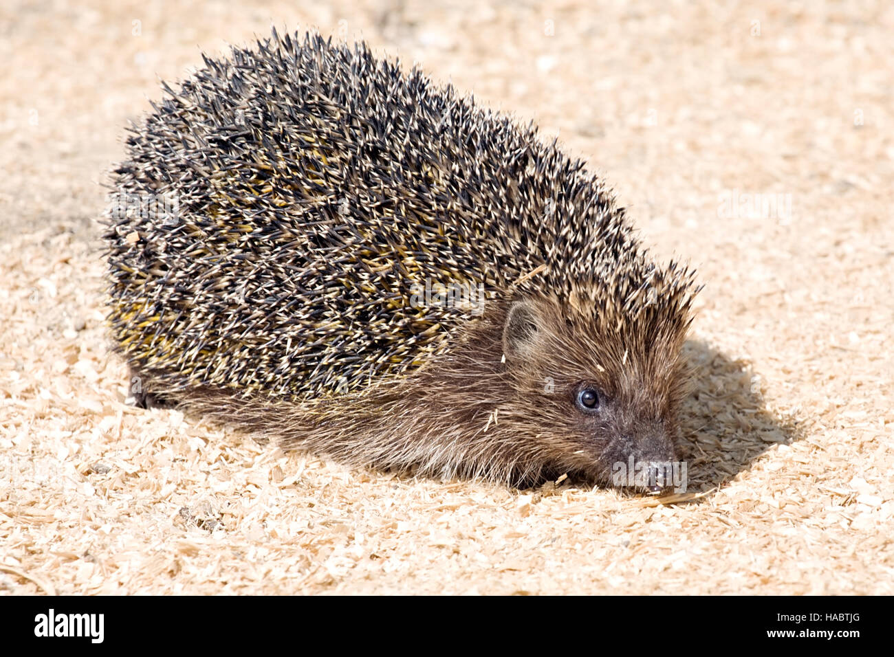 hedgehog whole profile side view closeup shot Stock Photo - Alamy