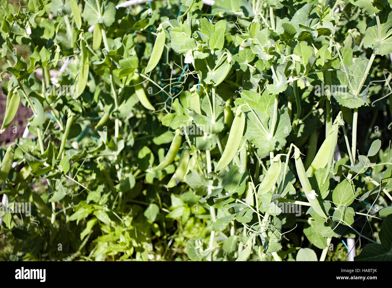 closeup of many green pea pods in vegetable garden Stock Photo - Alamy