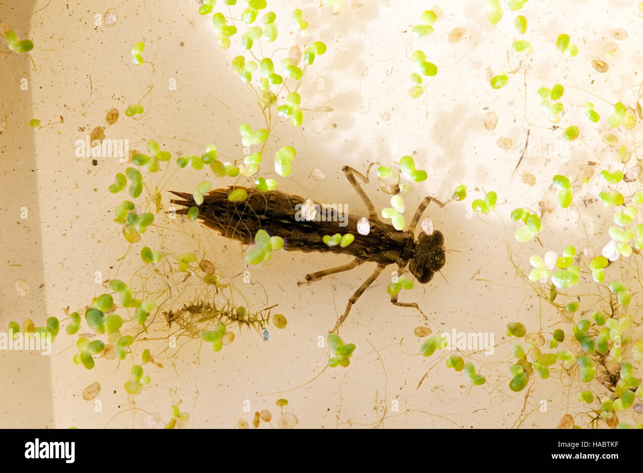 dragonfly larva insect in water closeup top view Stock Photo - Alamy