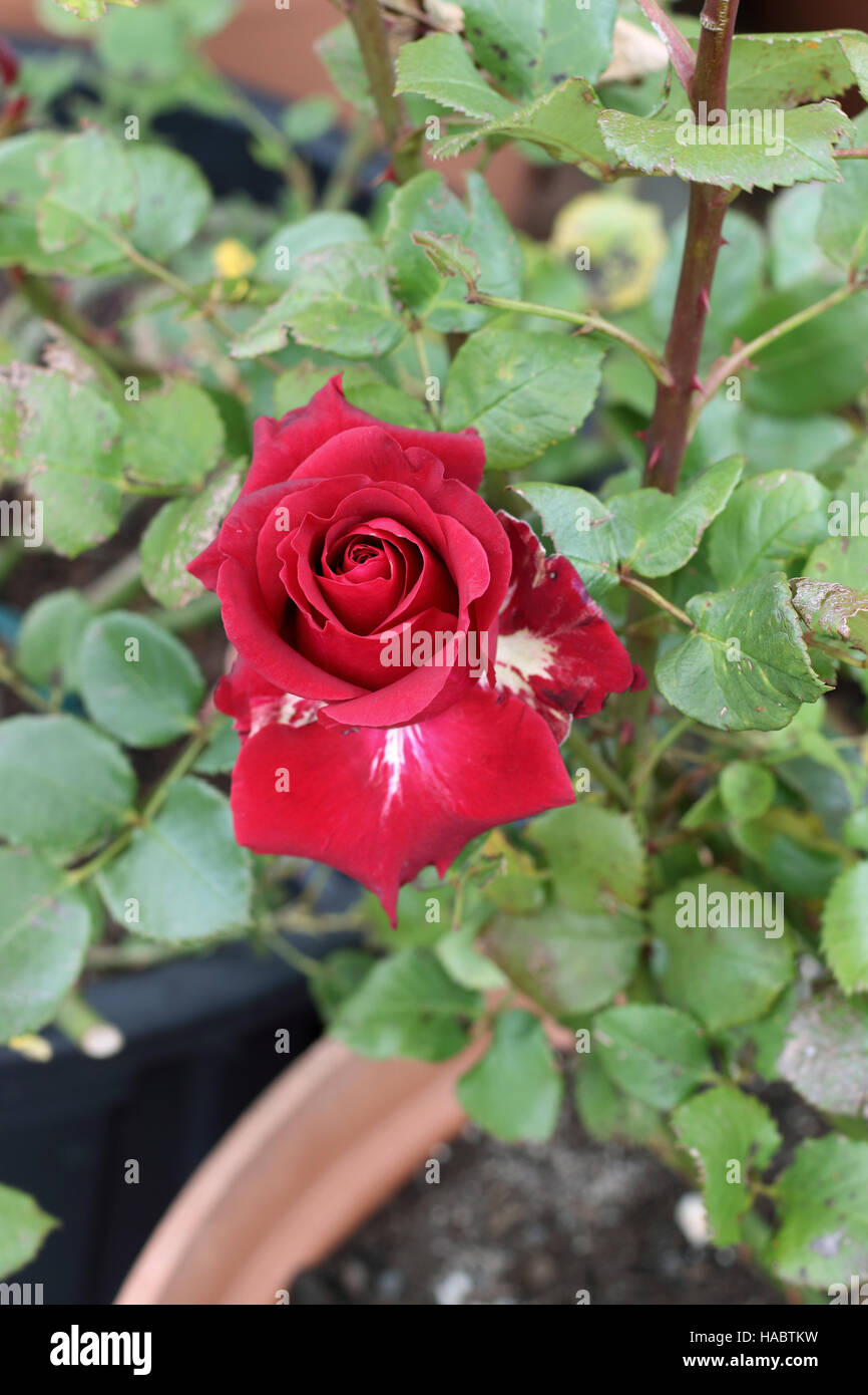 Single Red Rose in full bloom Stock Photo - Alamy