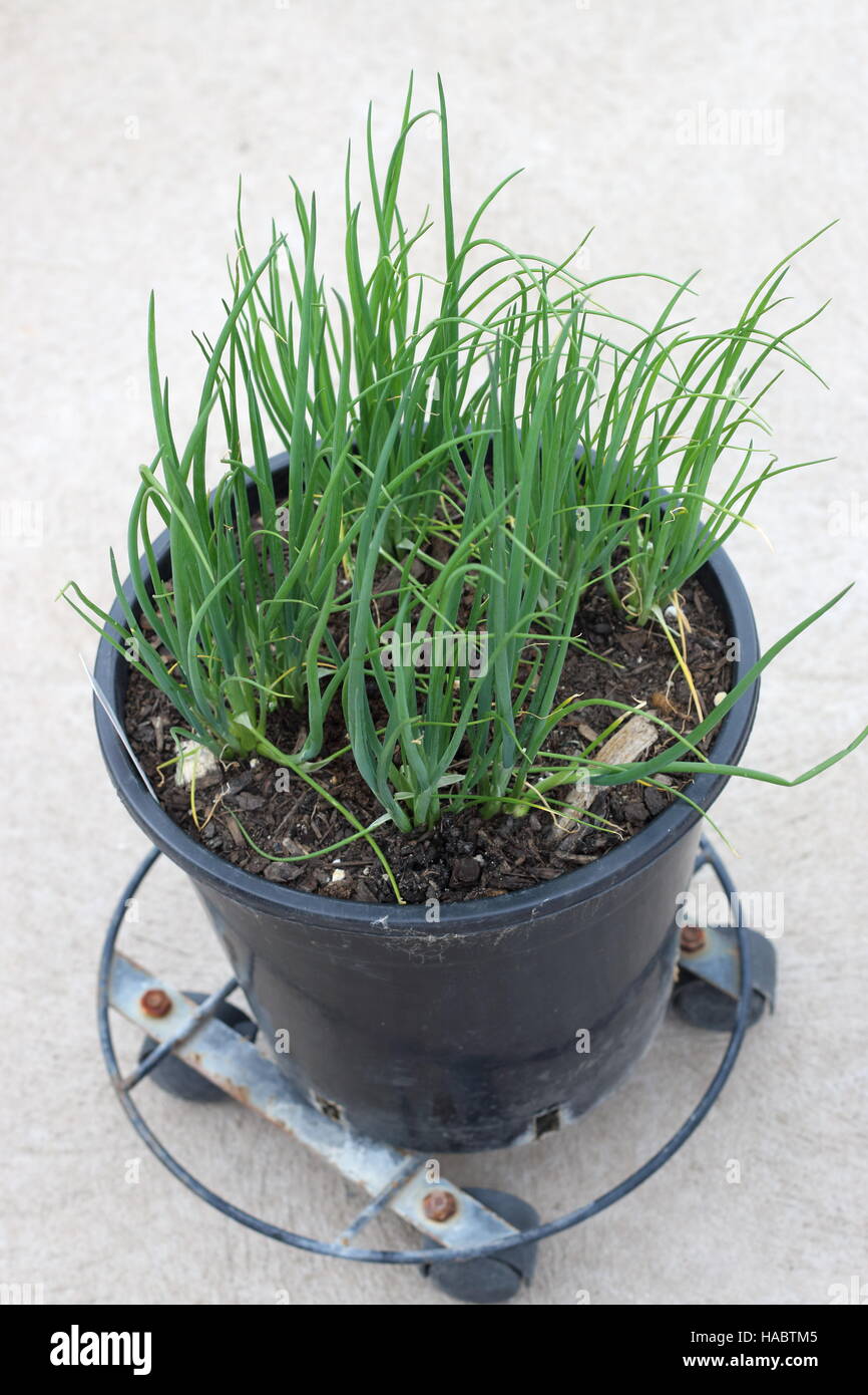 Grow onion in pot hi-res stock photography and images - Alamy