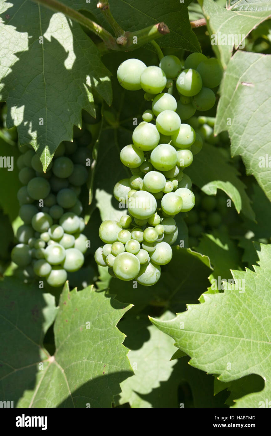 green grapes among leaves in sunlight closeup Stock Photo - Alamy